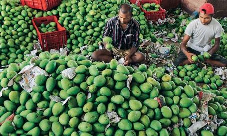 Multiple Issues Making Mango Crop Sour For AP Farmers This Year