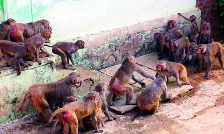 Fearless Monkeys Raid Farmers in Hundreds, Damage One Lakh Acres in Khammam