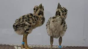 9 Great Indian Bustard Chicks Shifted Out Of Jaisalmer Post Op Sindoor