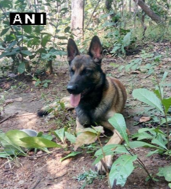 CRPF Sniffer Dog Rolo Dies After Bee Attack During Anti-Naxal Operation