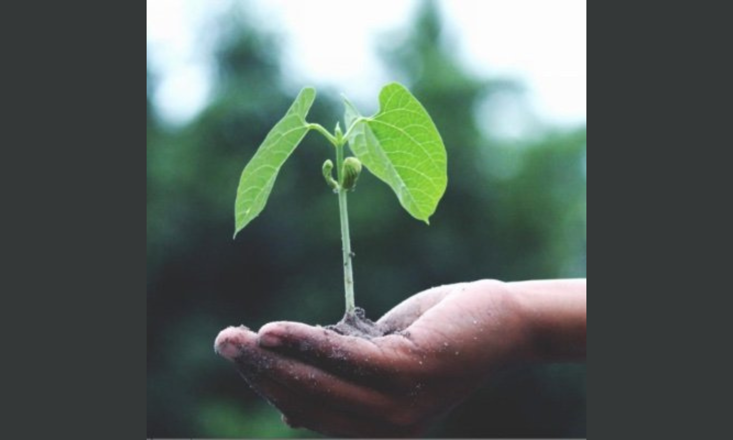 Plant a Tree on Your Birthday Campaign Begins at Tirupati Divyaramam ...