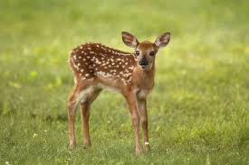 Fawn Mauled to Death by Stray Dogs in Nalgonda