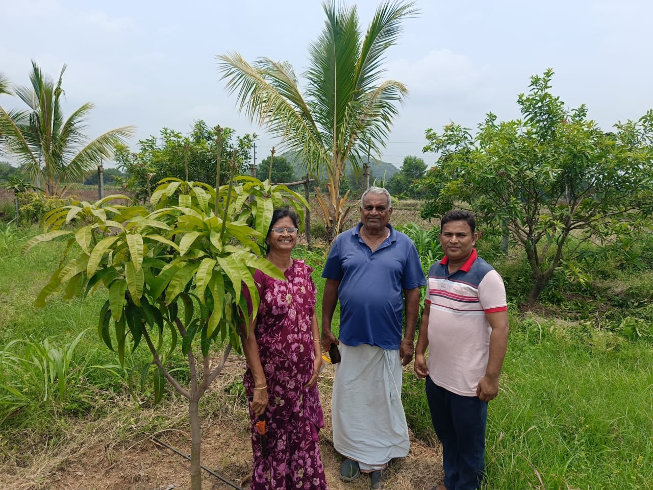 World’s Most Expensive Miyazaki Mangoes Grown in Jagtial