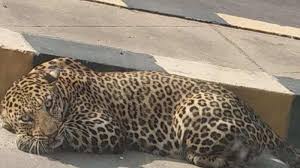 Sick leopard Sighted Near Kosigi