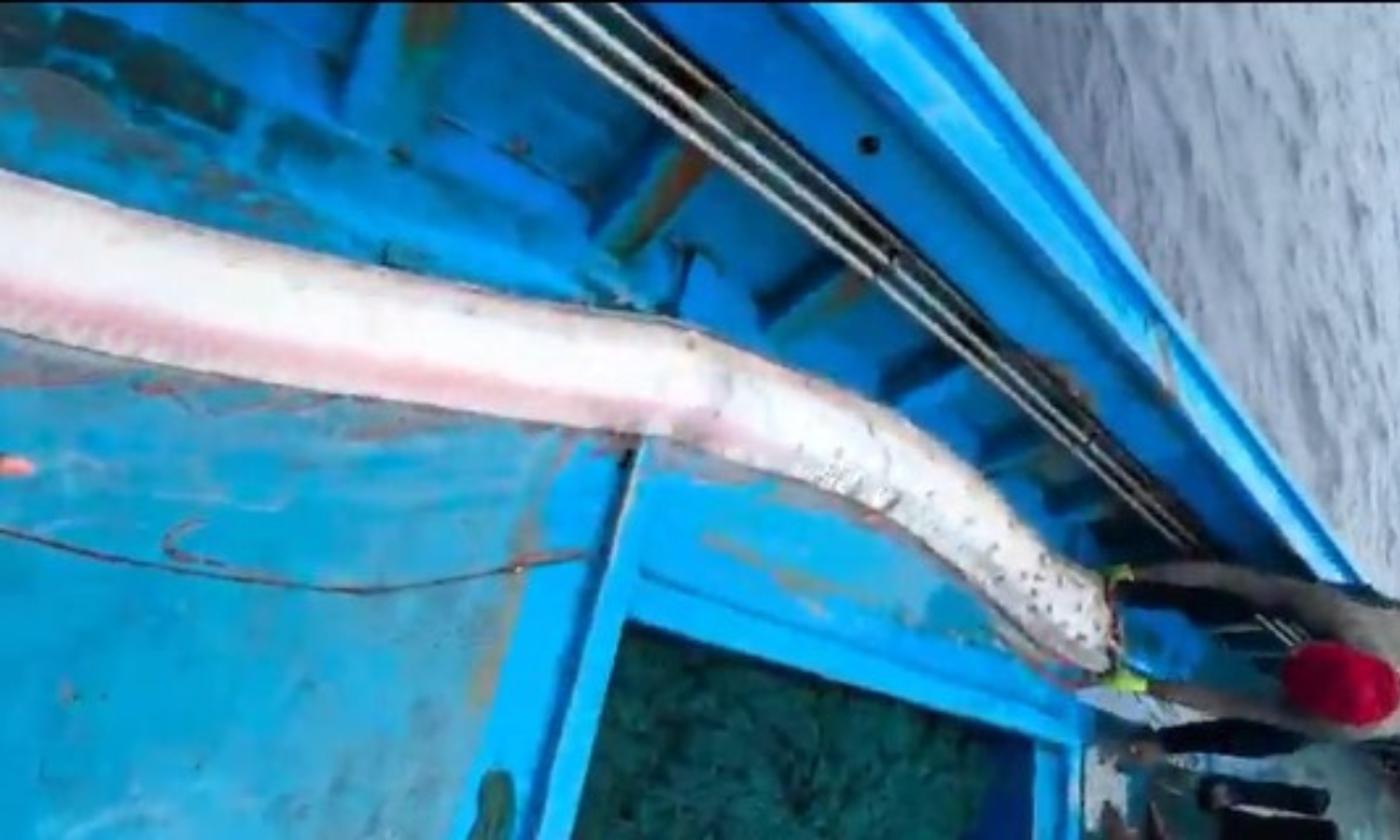 Doomsday Fish Sightings Spark Fear of Catastrophe