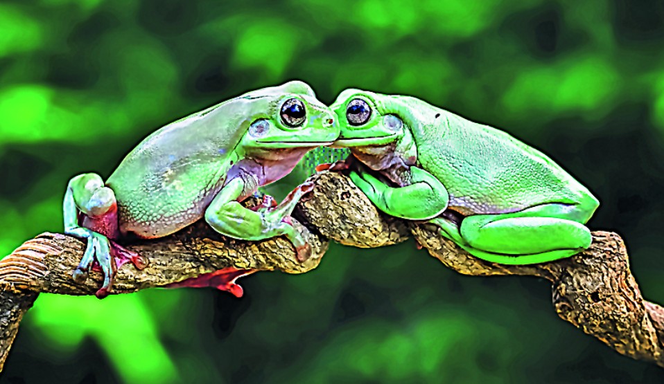 Erratic Monsoons Wreak Havoc In Animal Kingdom