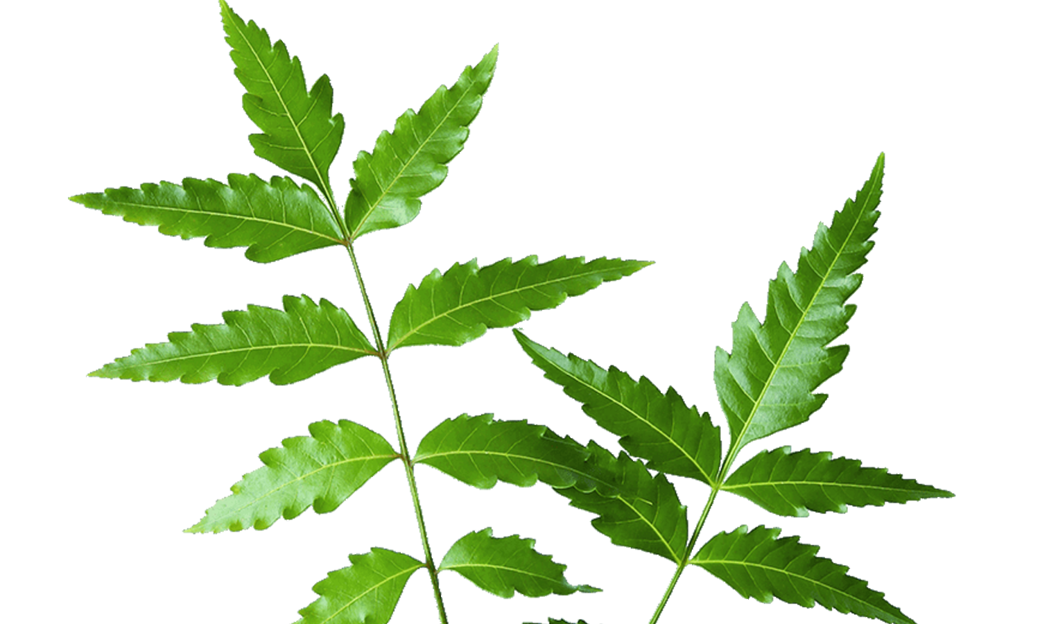 Power of Neem: How This Ancient Ingredient is Revolutionizing Modern ...