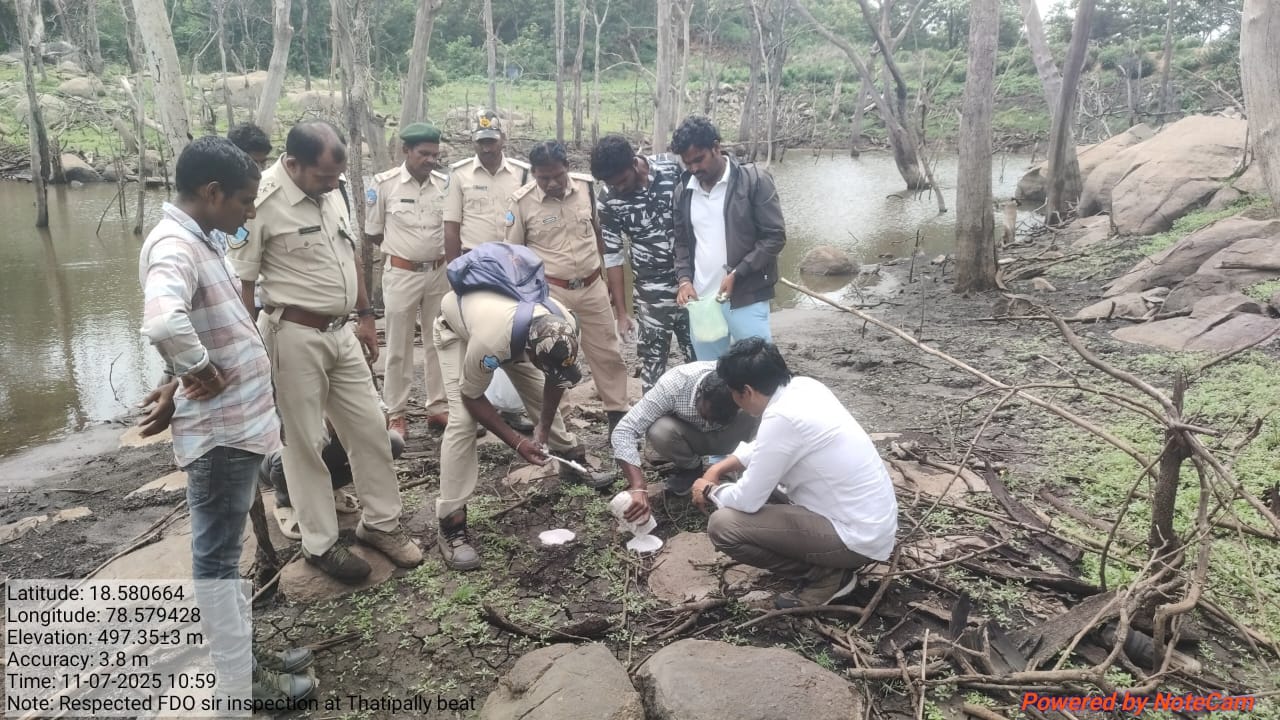 Tiger Seen Moving In Nizamabad Forest