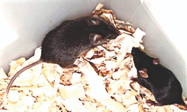 Nice to Know of Dad-Icated Mice Parents