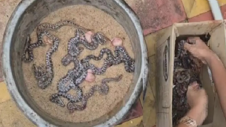 14 Python Eggs Hatch Under Artificial Incubation in Odisha