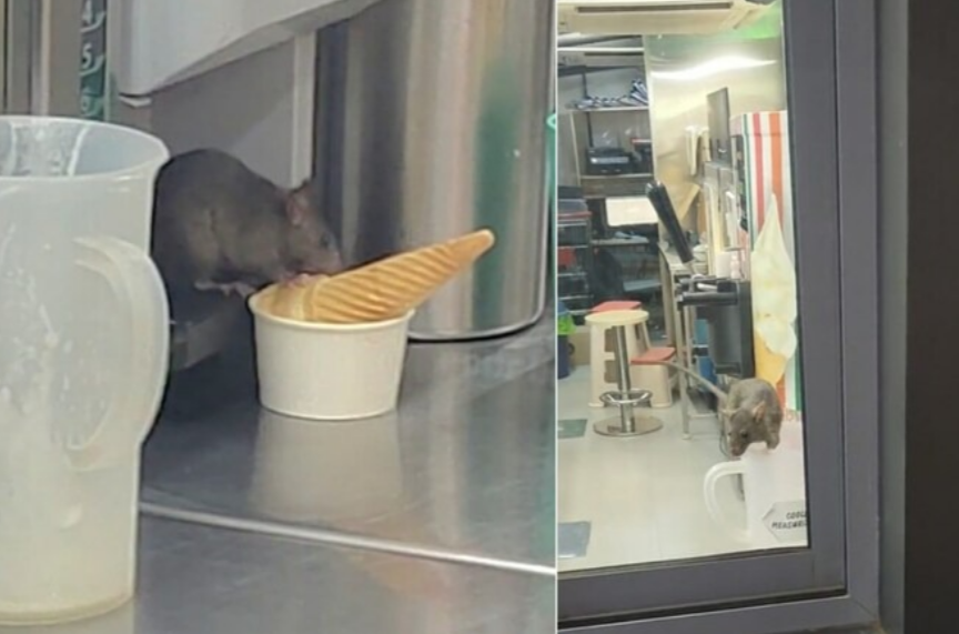 Rat Feasting on Ice Cream Cone at Mumbai's 7-Eleven Outlet Sparks Outrage
