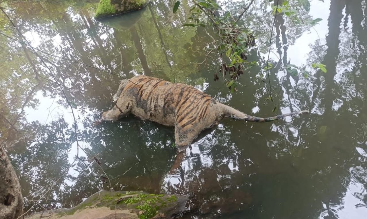 Tiger Found Dead In MP Reserve, Officials Attribute Death To ...