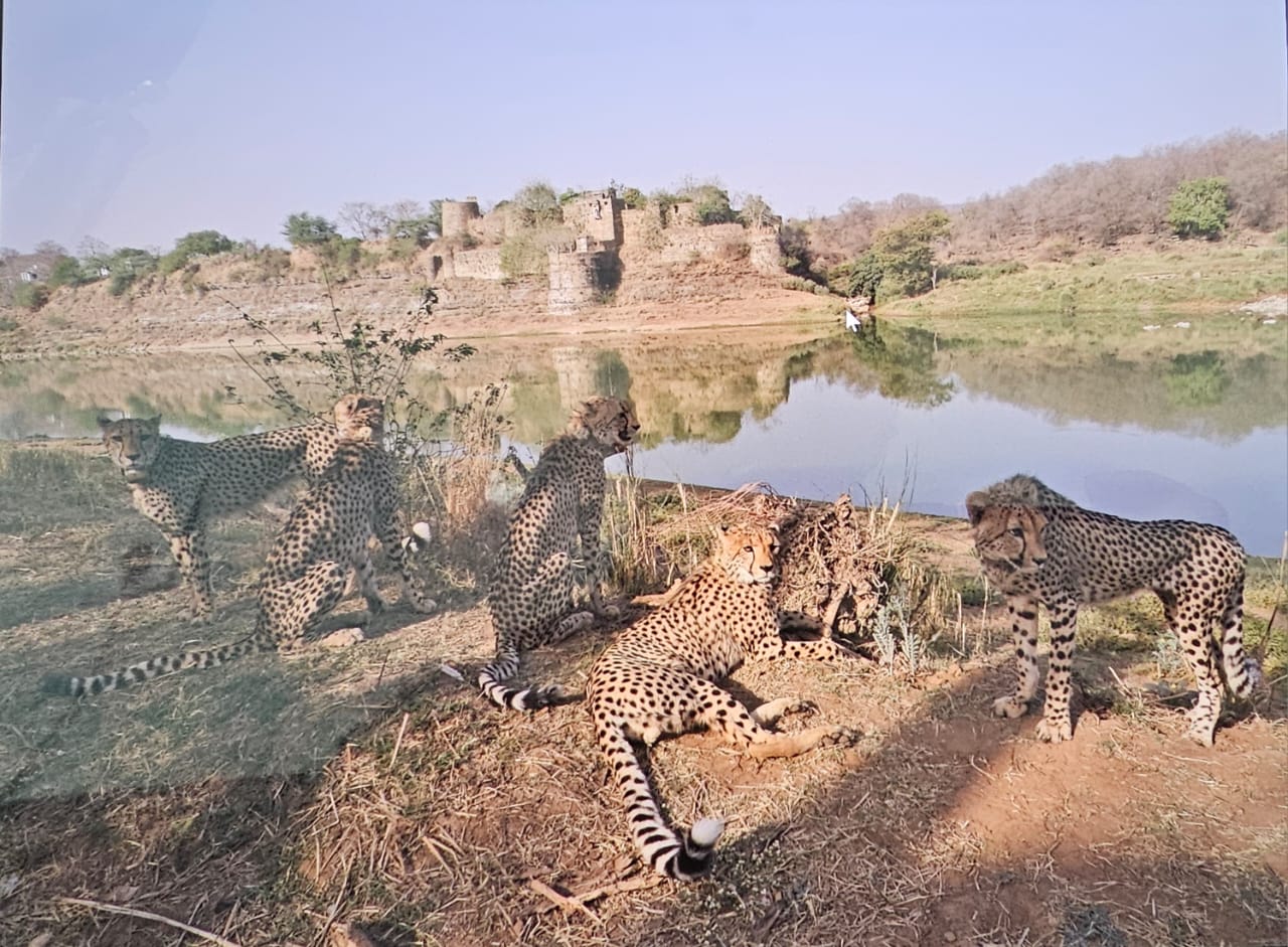 MP Not In A ‘Hurry’ For Development Of Cheetah Corridor With Rajasthan