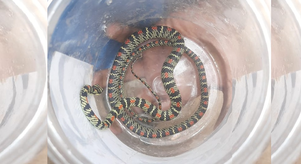 Odisha: Rare Flying Snake Rescued from Koraput