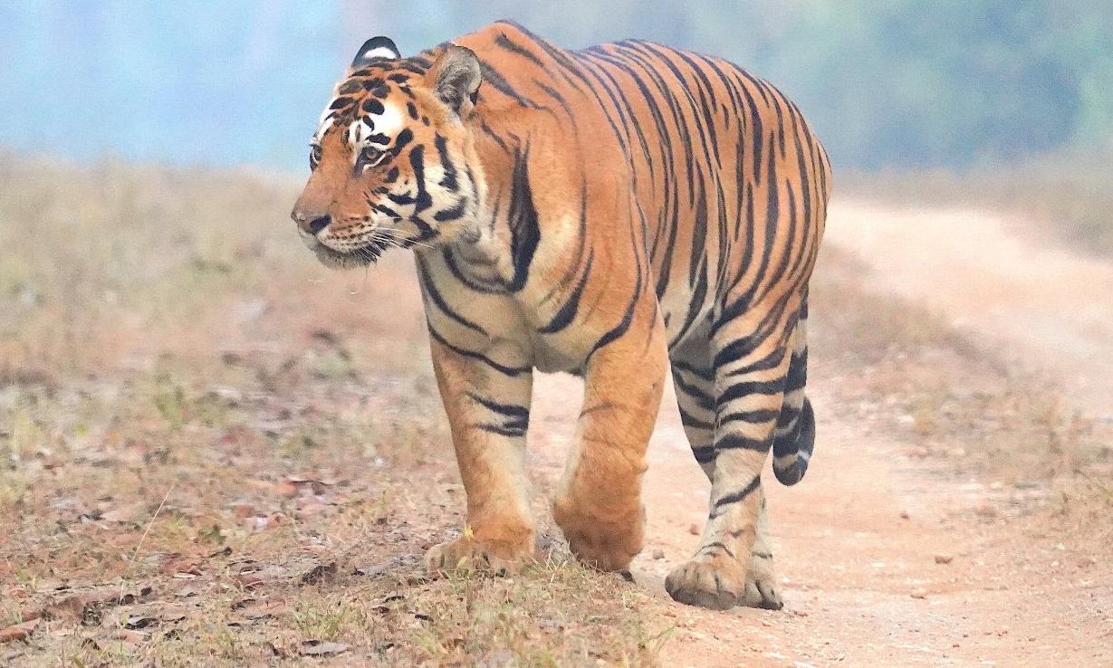 Tiger Killed After Being Run Over by Train on ‘Death Track’ in MP ...