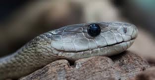 Andhra Pradesh: Snake In Scooter Sparks Panic At Adoni