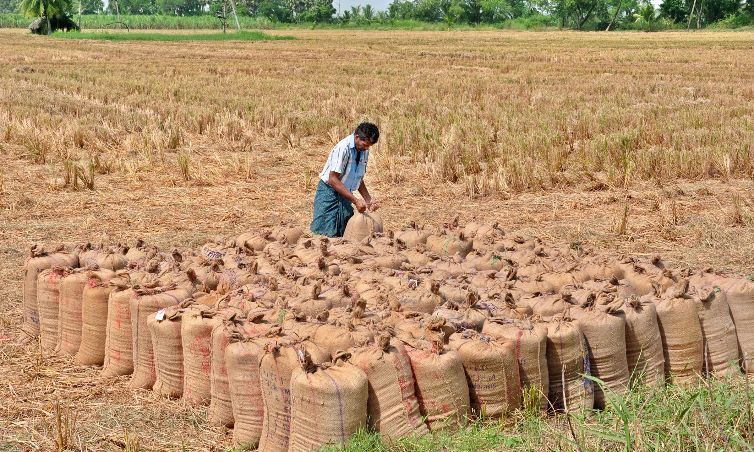 Telangana Readies Storage for Record Paddy Harvest