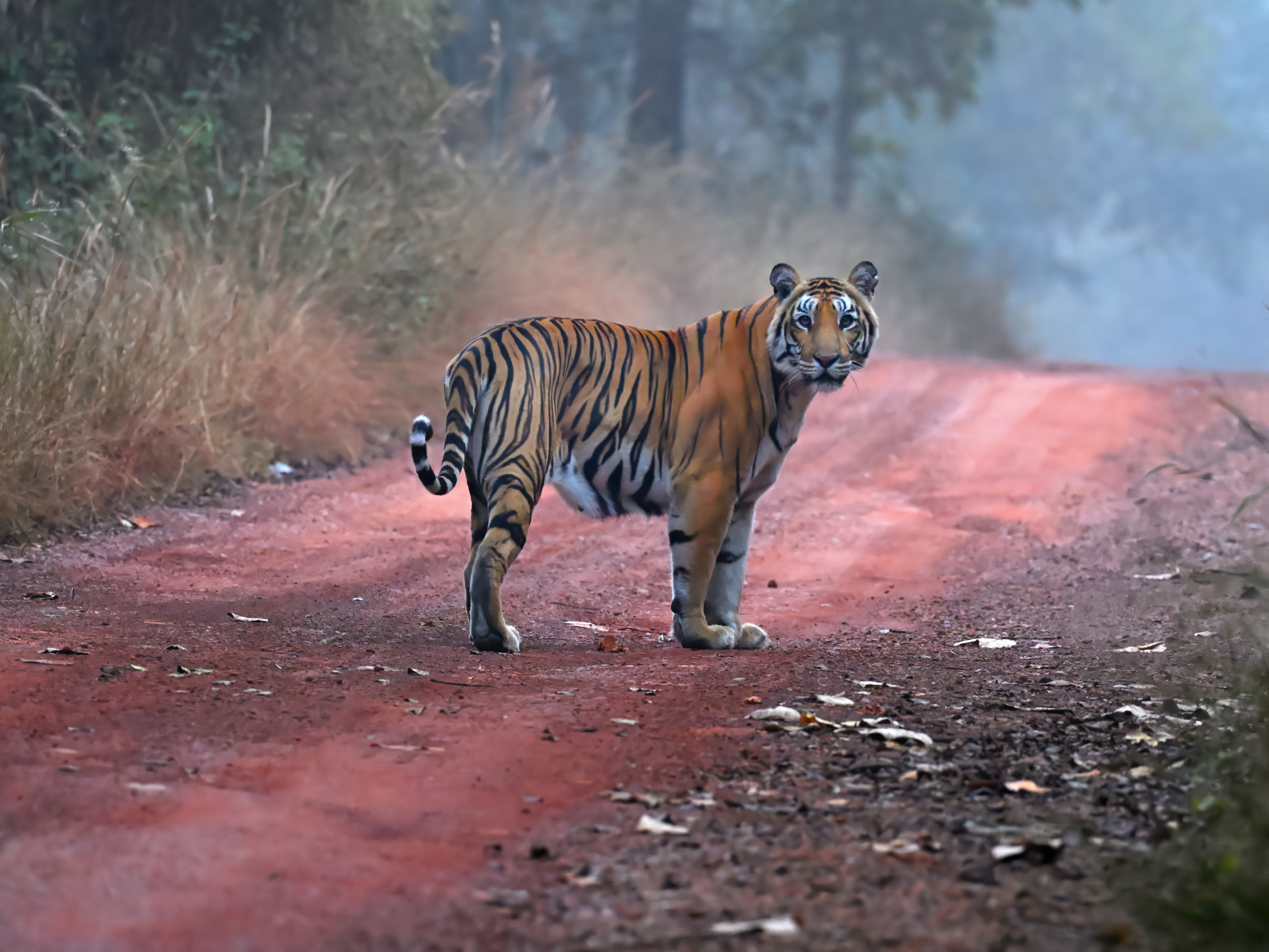 Tiger In Karimnagar Elusive, No Plans To Capture It