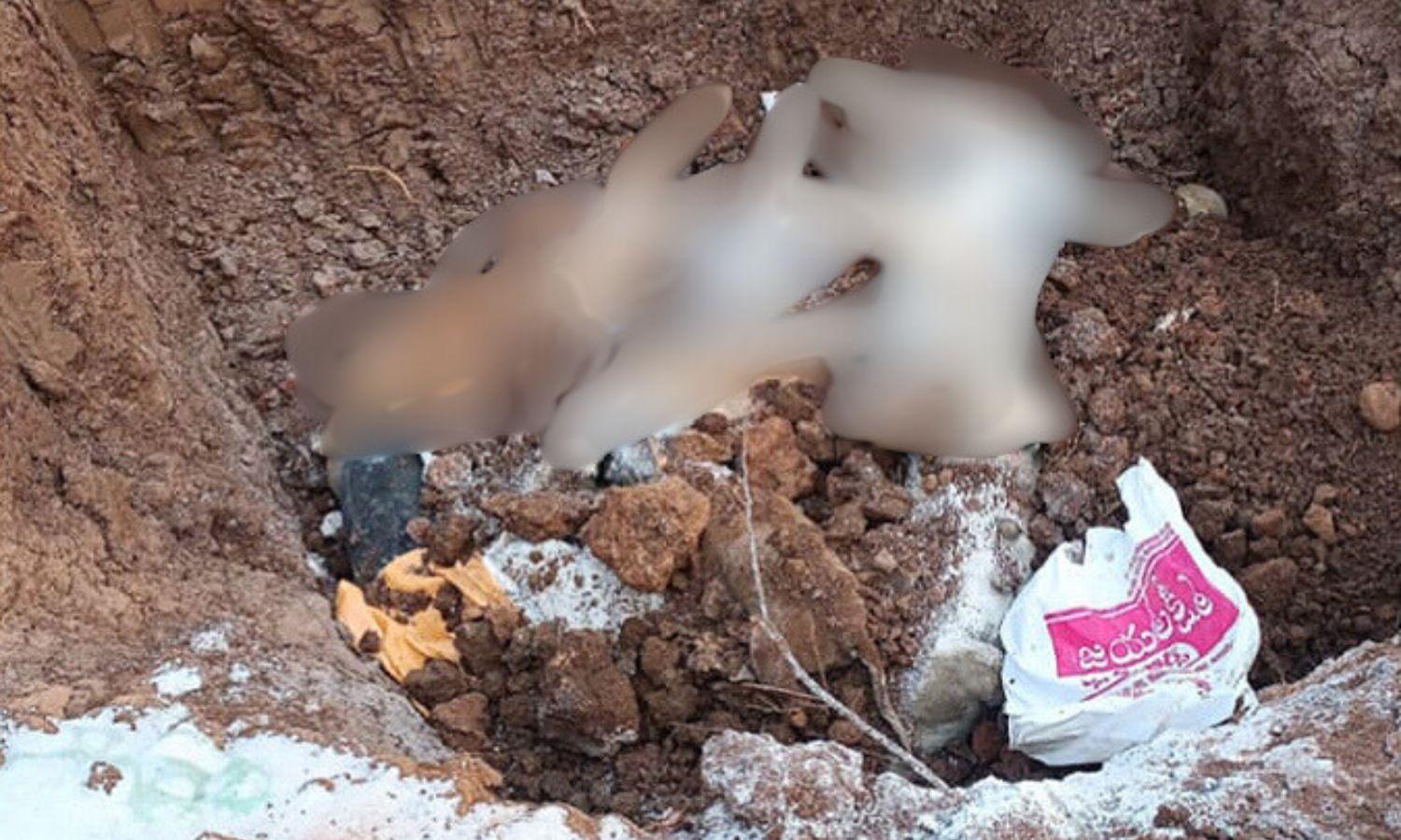 250 Stray Dogs, Puppies "Culled With Lethal Injections"