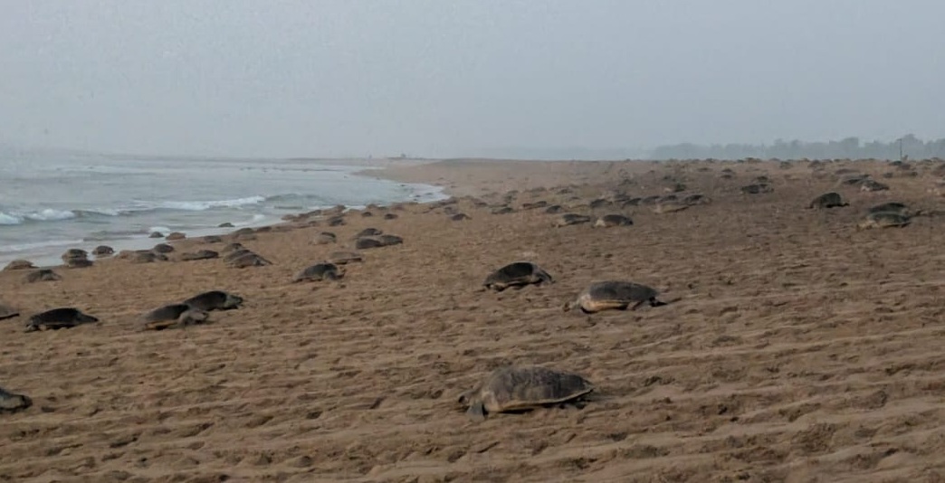 Guided By Earth’s Invisible Map: How Olive Ridley Turtles Find Their ...