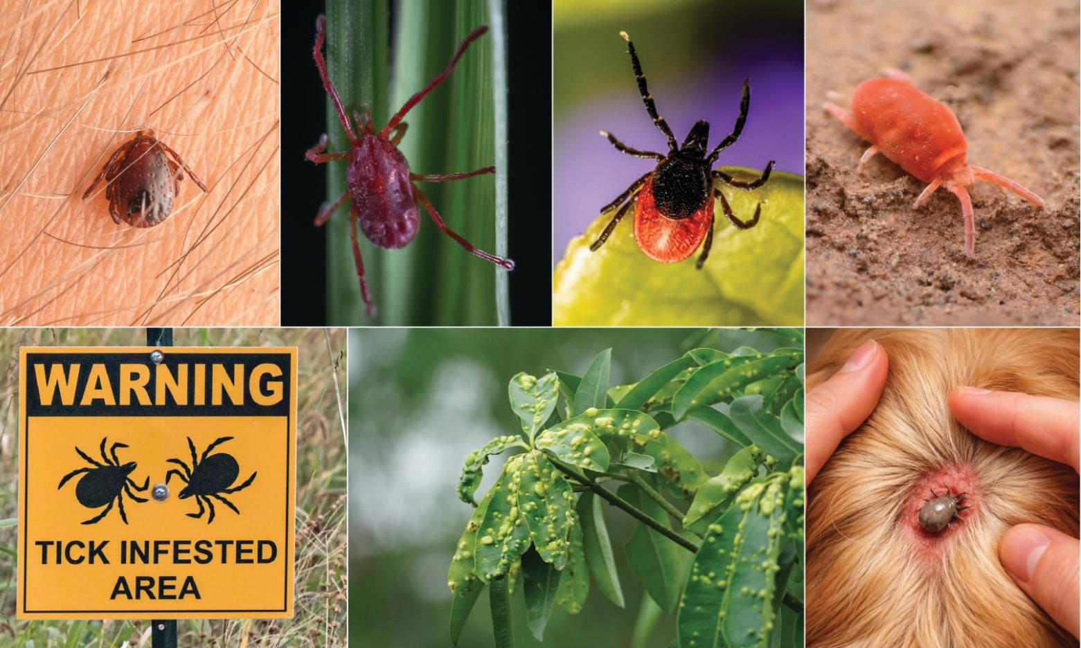 Genomic Study Solves Mite-Tick Evolution Puzzle