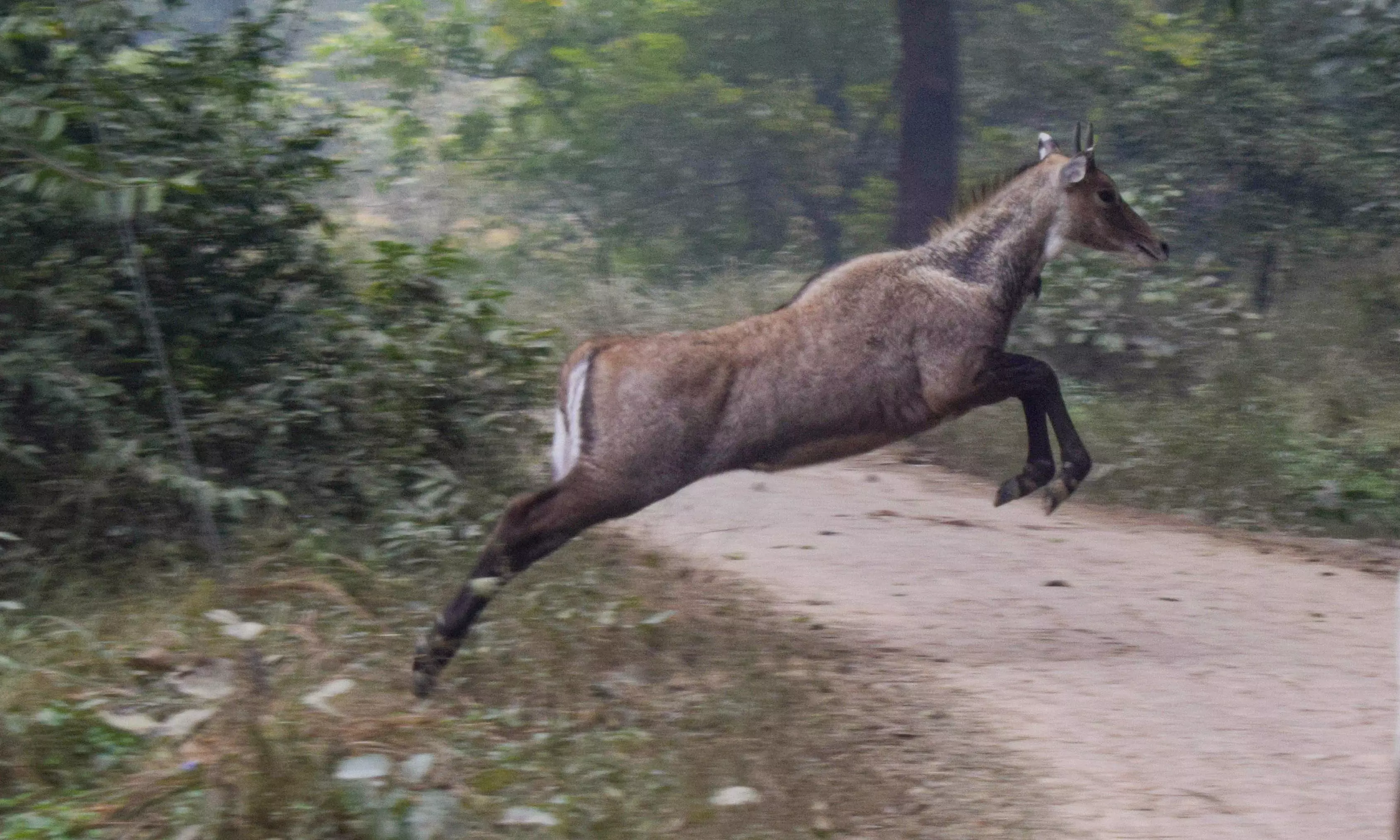 Child Sitting in Mother's Lap Killed as Nilgai Jumps Into Moving Car in MP