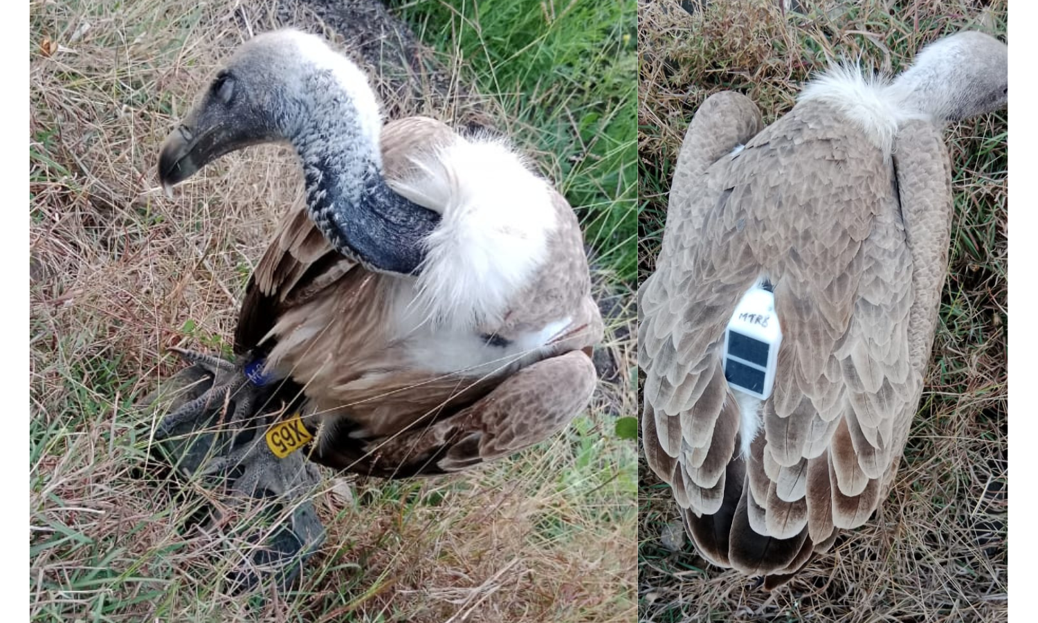 Tagged Vulture from Maharashtra’s Melghat Found Exhausted in Vijayapura ...