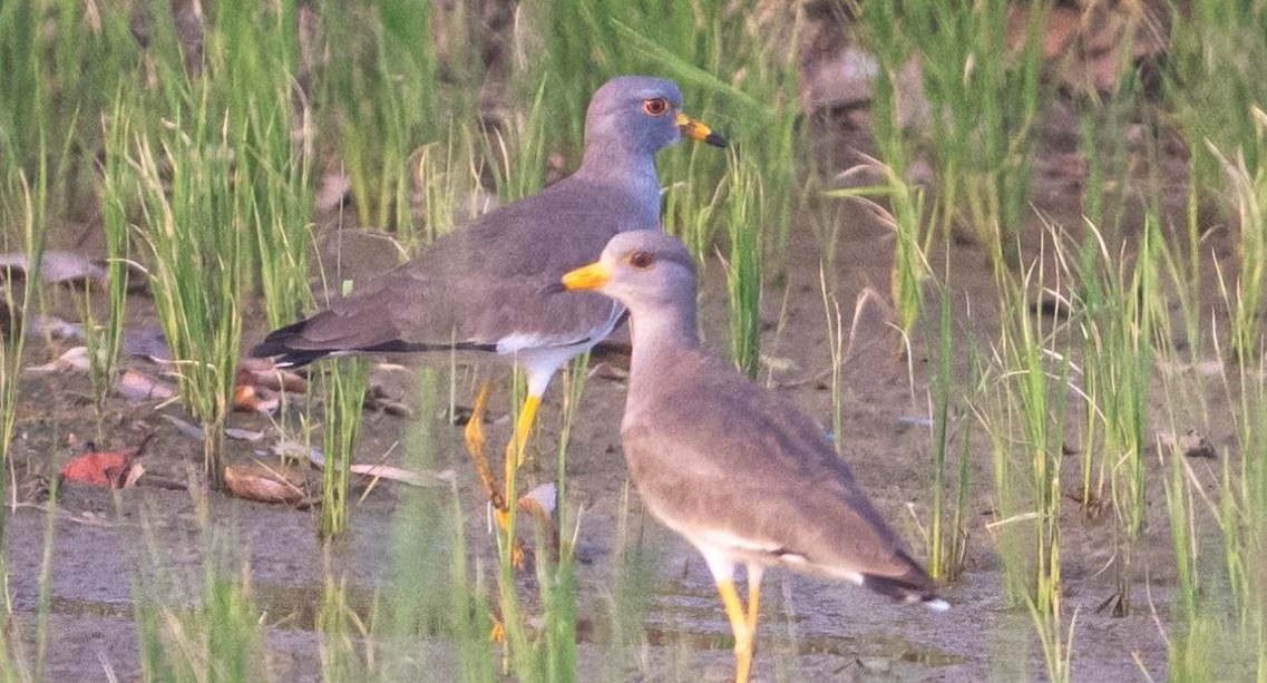 Thamirabarani Waterbird Count from Jan. 24