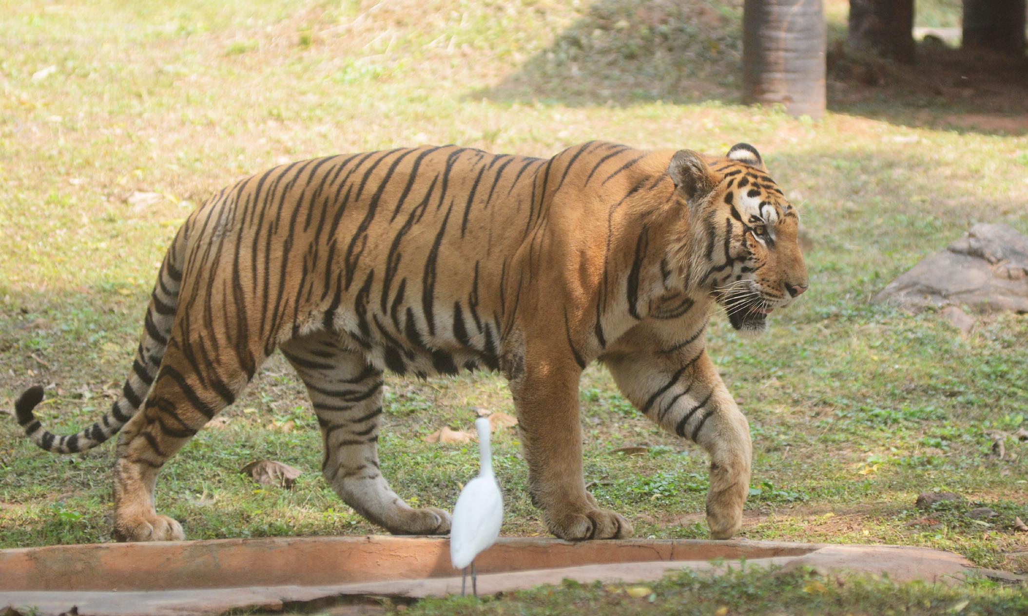 Volunteers From Nine States Help in Tiger Counting
