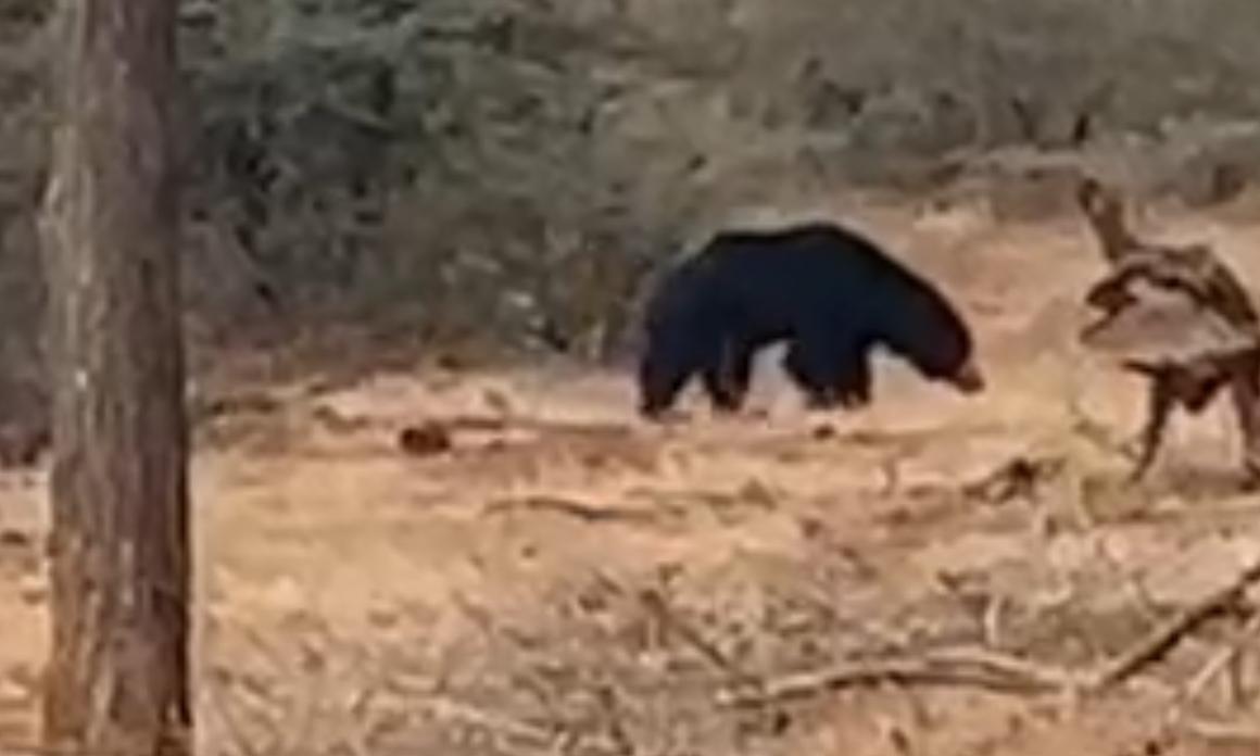 Forest Watcher Fends off Bear with Cub