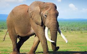 Elephant From Kerala To Take Part in Muharram Procession