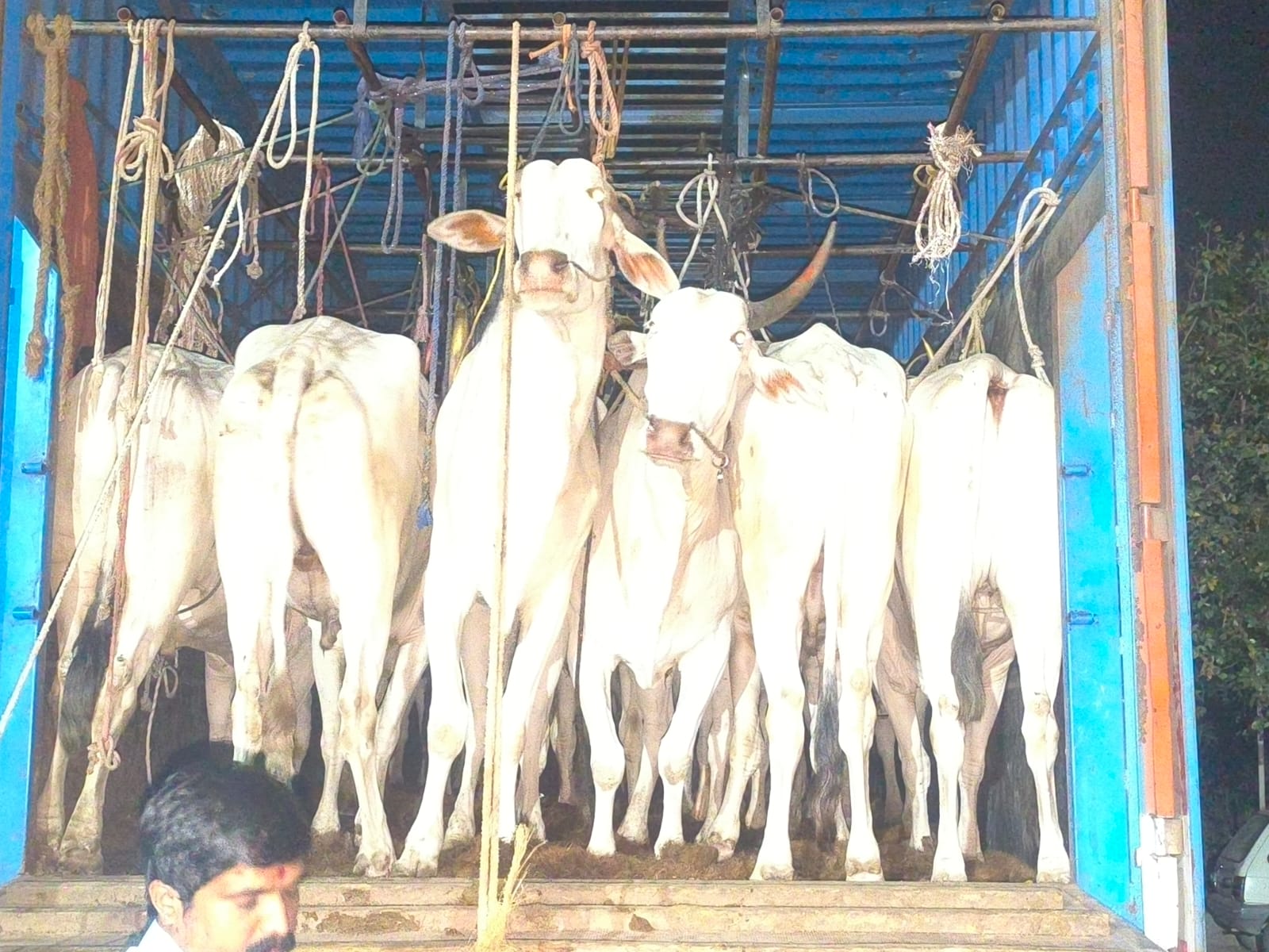 Koppal: 31 Cattle Rescued From Container Lorry, Case Registered
