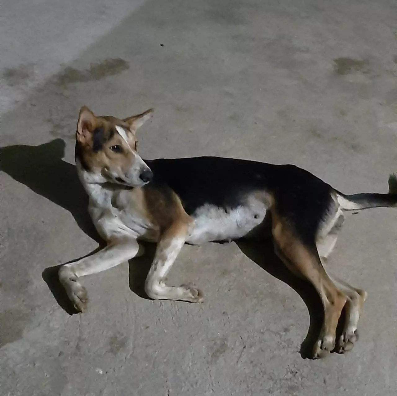 Kali Sacrifices Life To Save 30 Children: A Village Mourns The Hero Dog