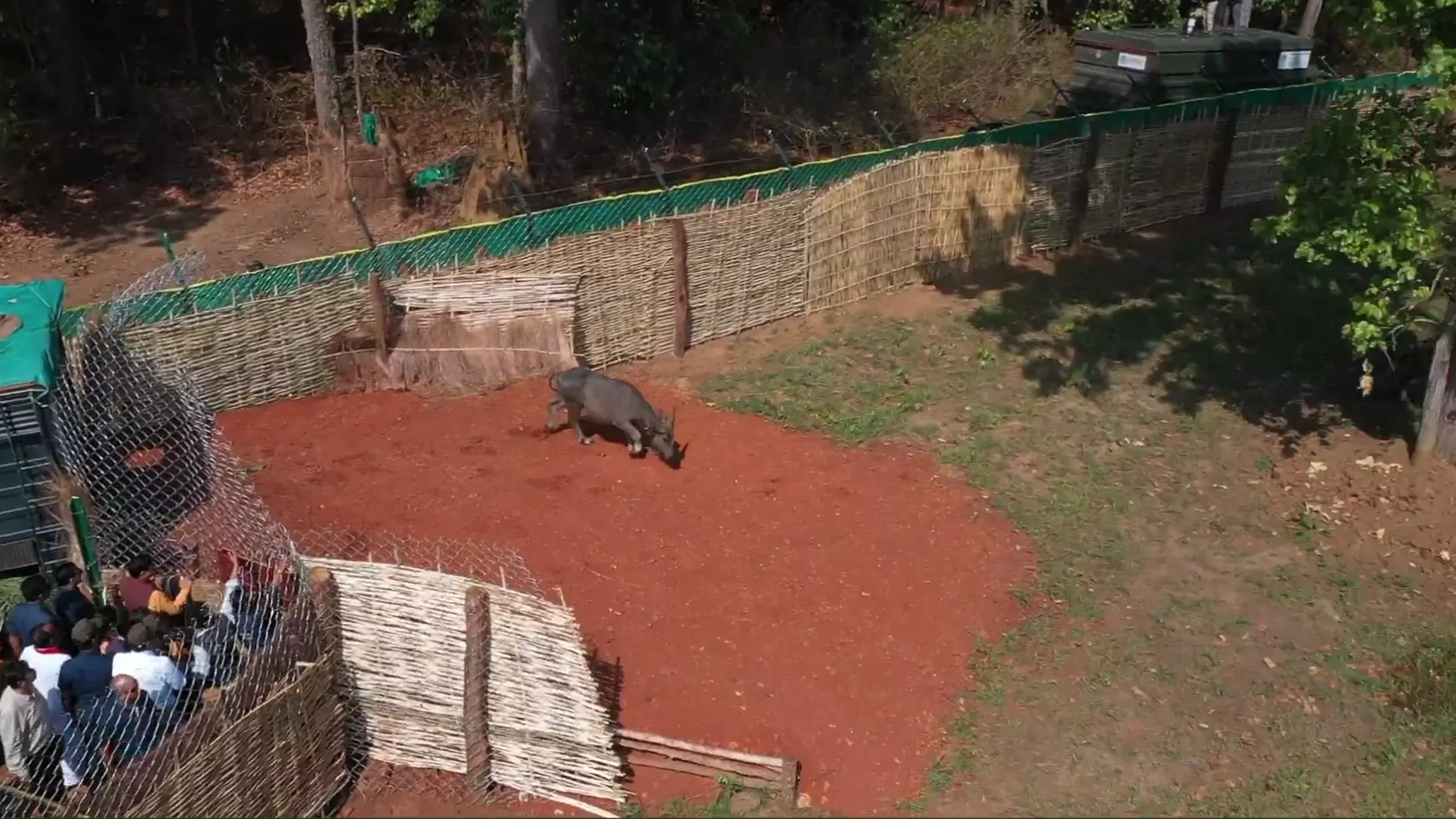 MP: After Cheetah, Madhya Pradesh Launches Wild Buffalo Reintroduction ...