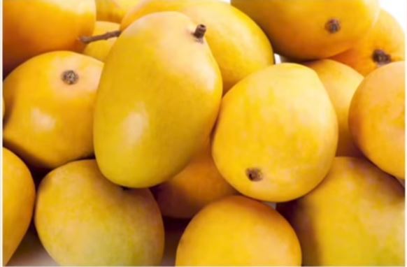 AP’s Suvarnarekha Mango Finds Spotlight in Modi’s Mann Ki Baat