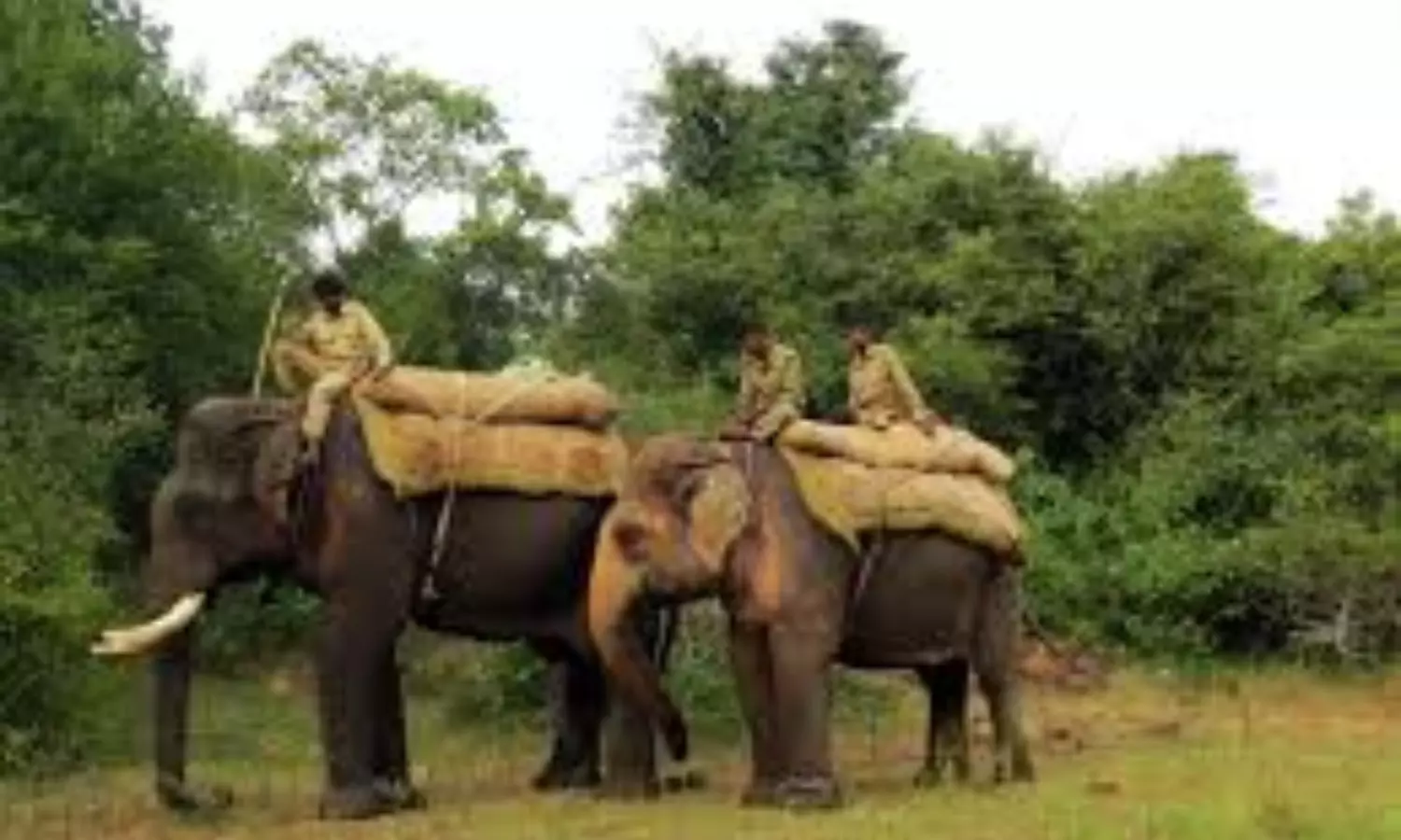 Manyam Farmers Want Kumkis to Protect Crops From Elephants