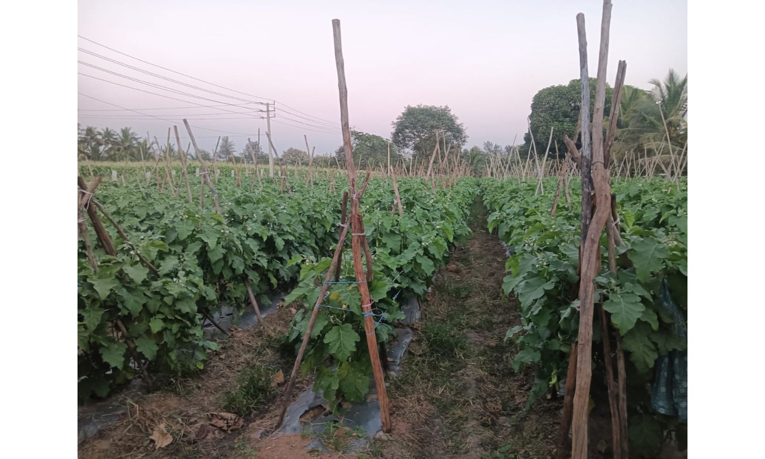 DKS Faces Opposition Over Acquisition Of Fertile Farm Lands For Bidadi ...