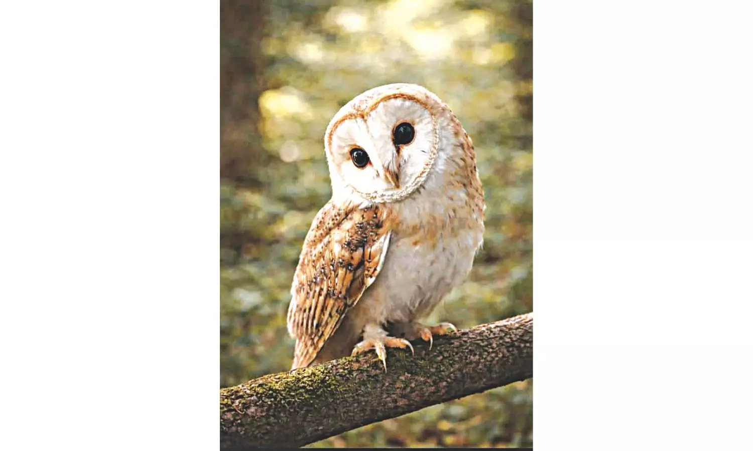 Animal Encounters