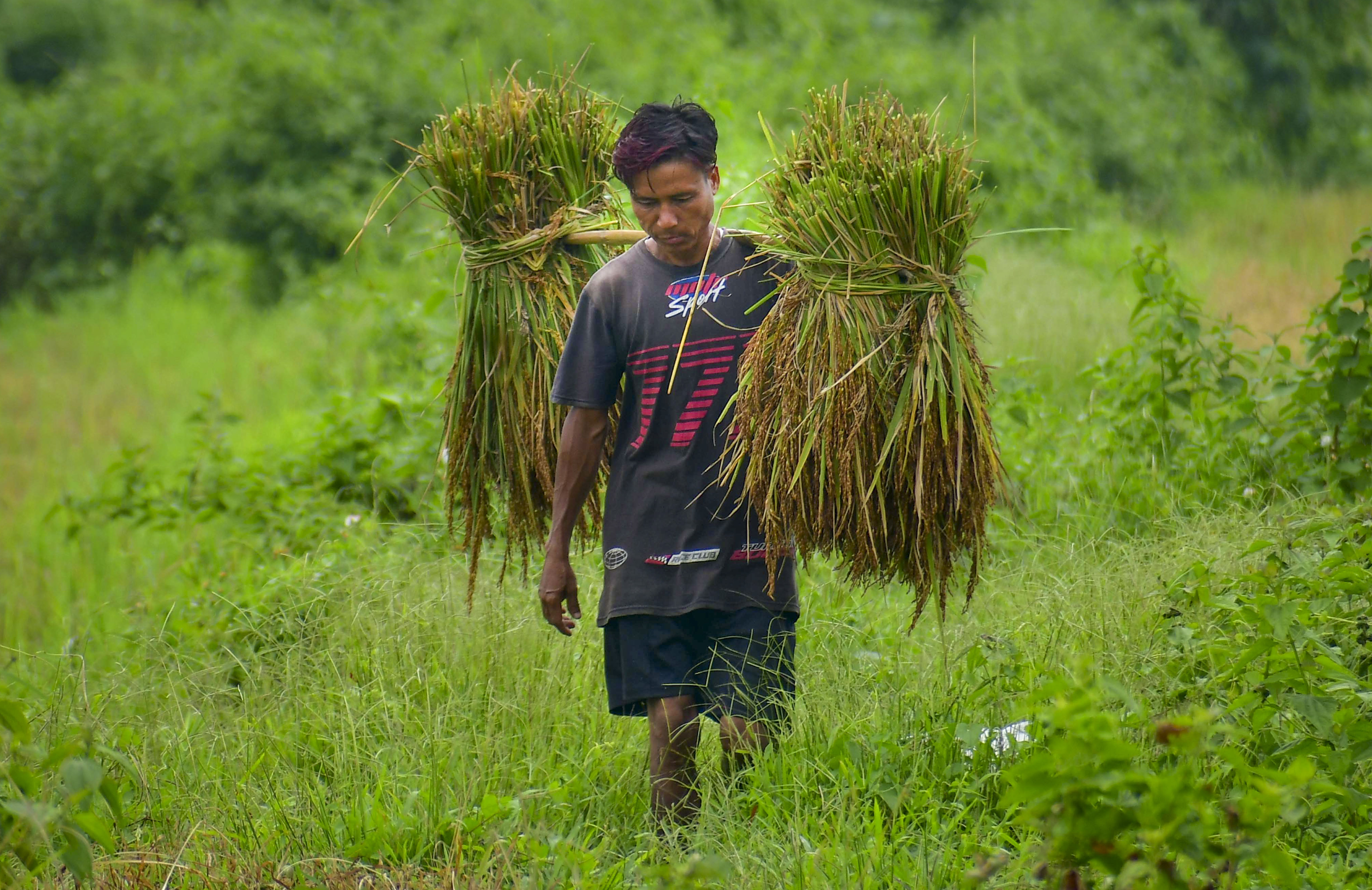 Below-Normal Monsoon May Hit Kharif Output; Fuel Food Inflation Risks ...