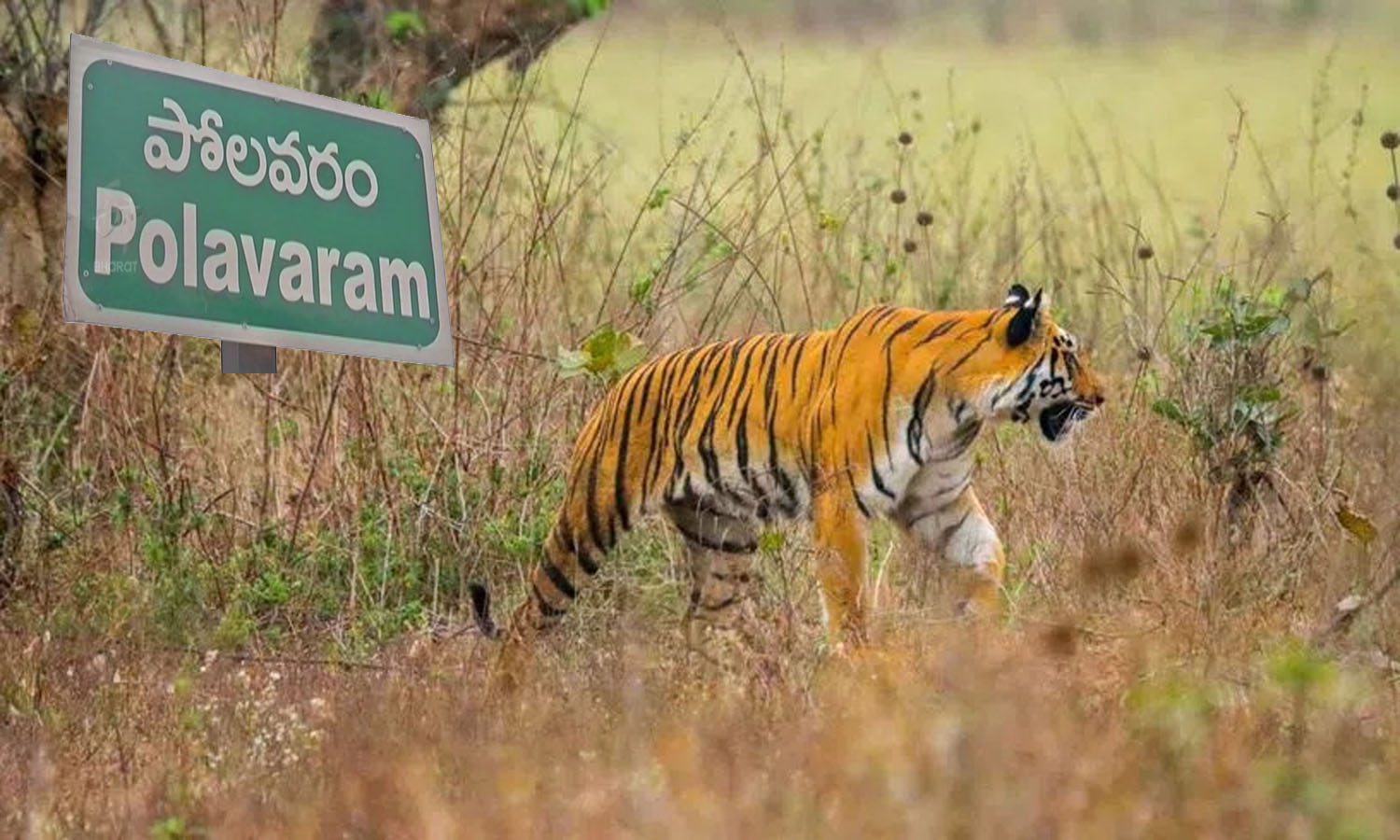 Forest Dept Deploys 19 Teams To Catch Tiger In Polavaram